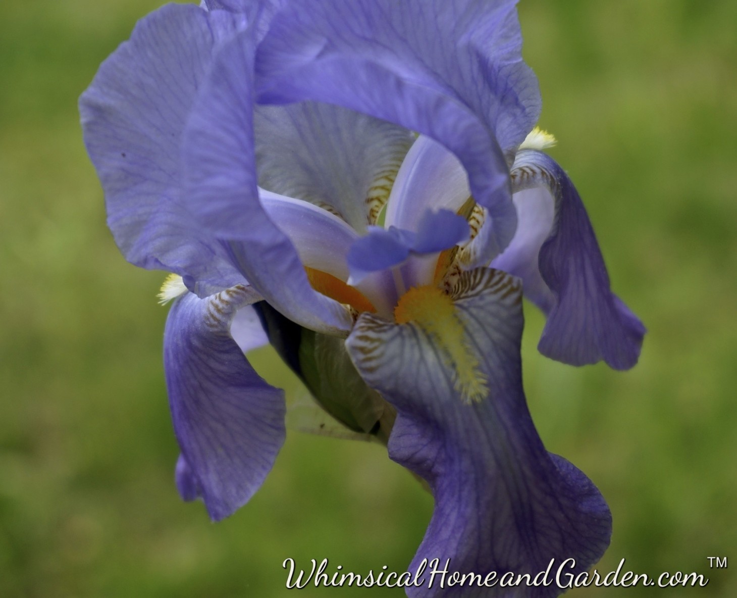 Early Bloomers for a Spring Garden