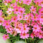 Best Flowers to Attract Butterflies